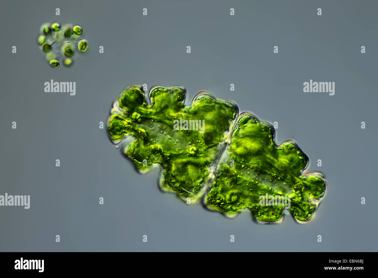 Euastrum (Euastrum spec.), in differential interference contrast Stock ...