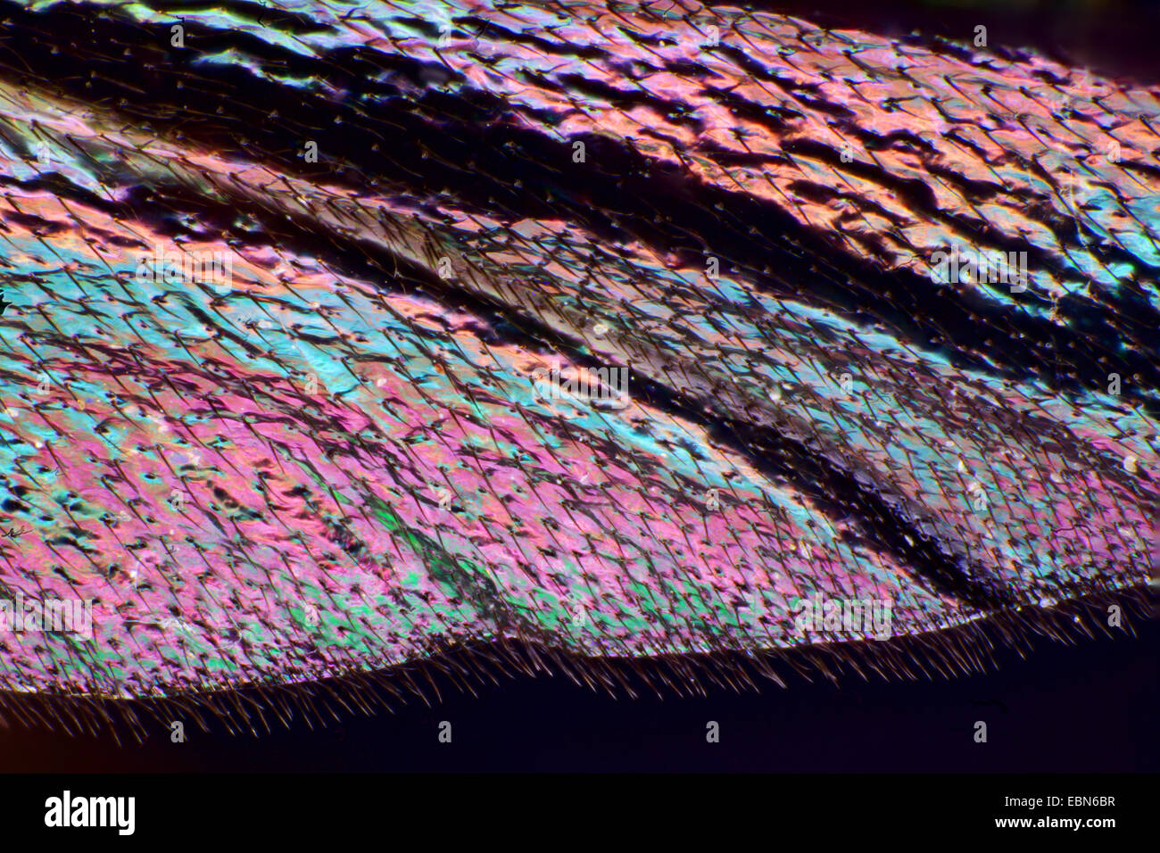insect wing in polarized light Stock Photo - Alamy