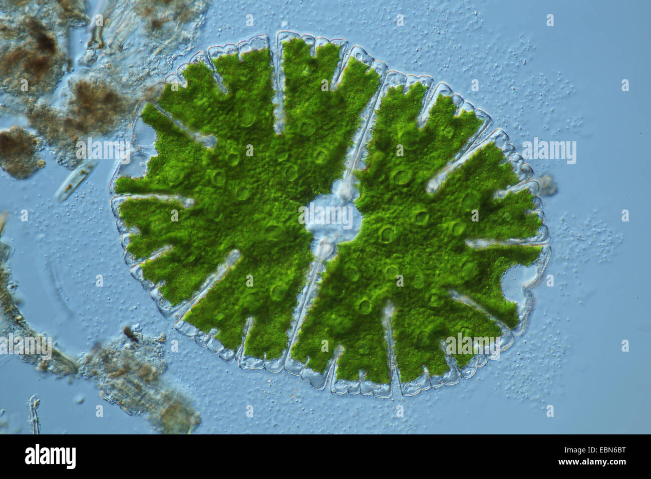 Micrasterias (Micrasterias spec.), in interference contrast microscopy ...