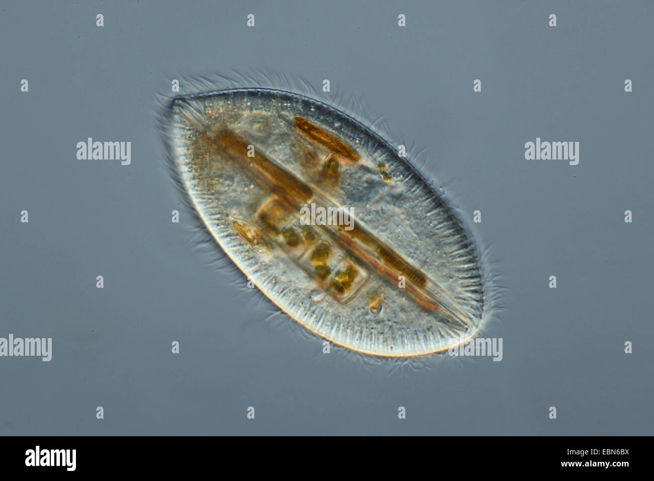 Frontonia (Frontonia), in differential interference contrast Stock ...