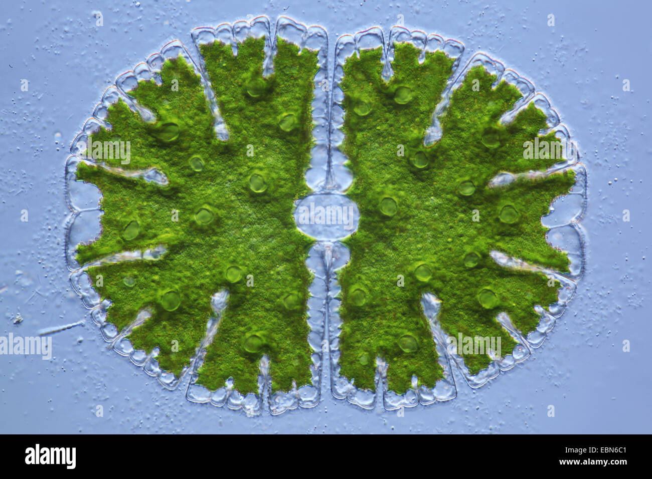 Micrasterias (Micrasterias spec.), in differential interference ...
