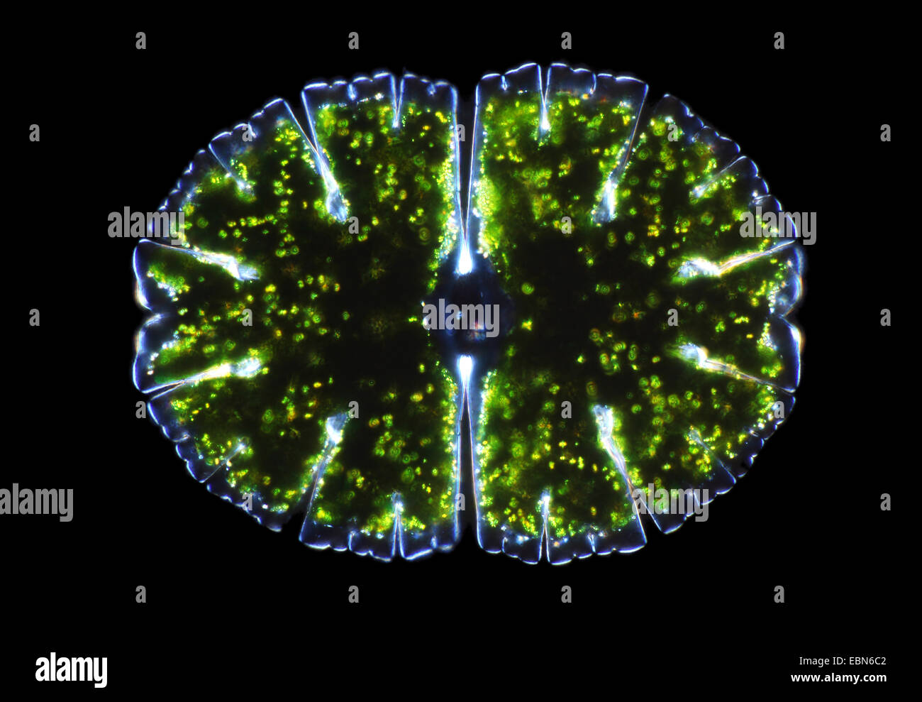 Dark field microscopy cells hi-res stock photography and images - Alamy