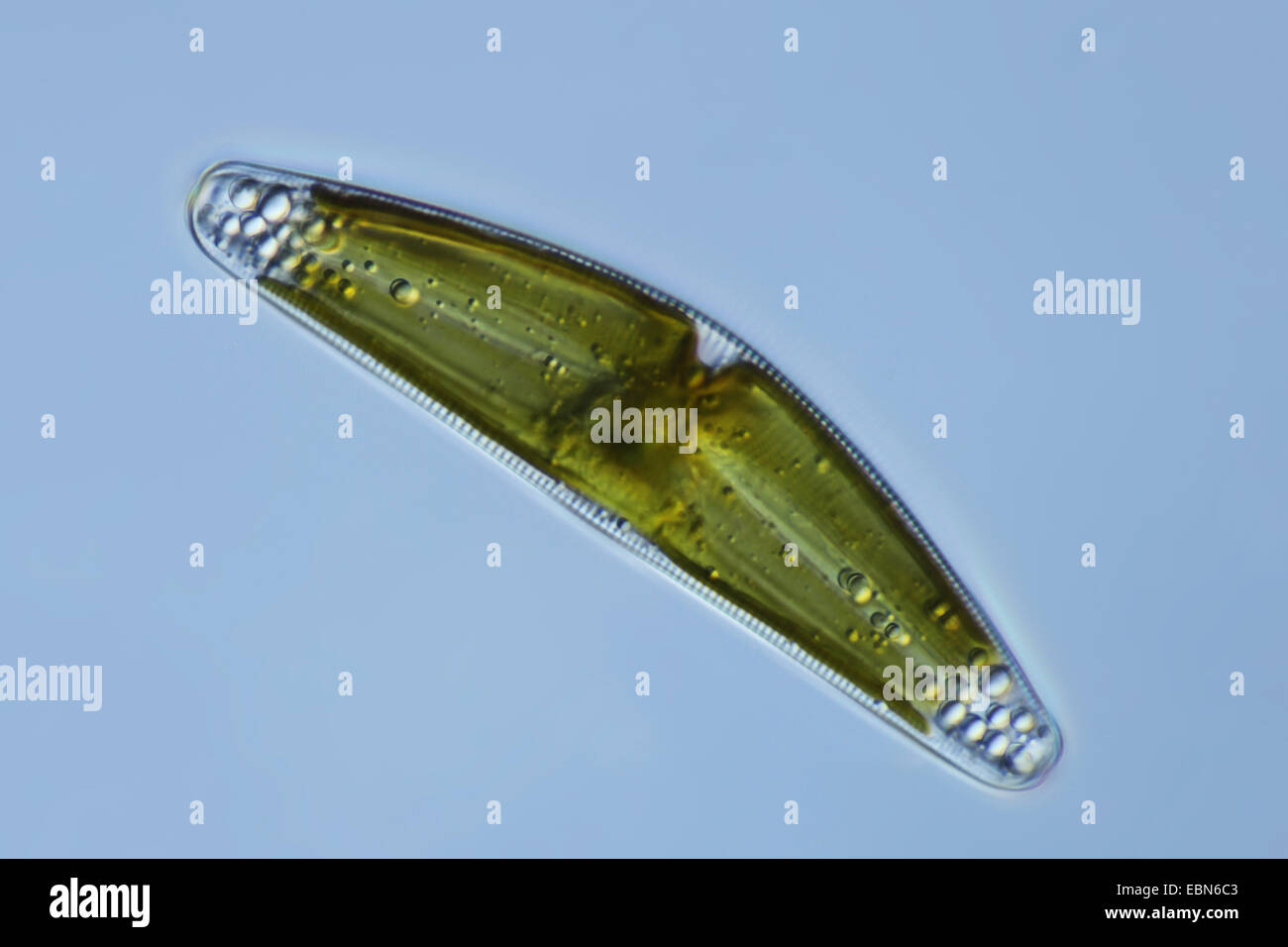 Closterium (Closterium spec.), in Differential interference contrast ...