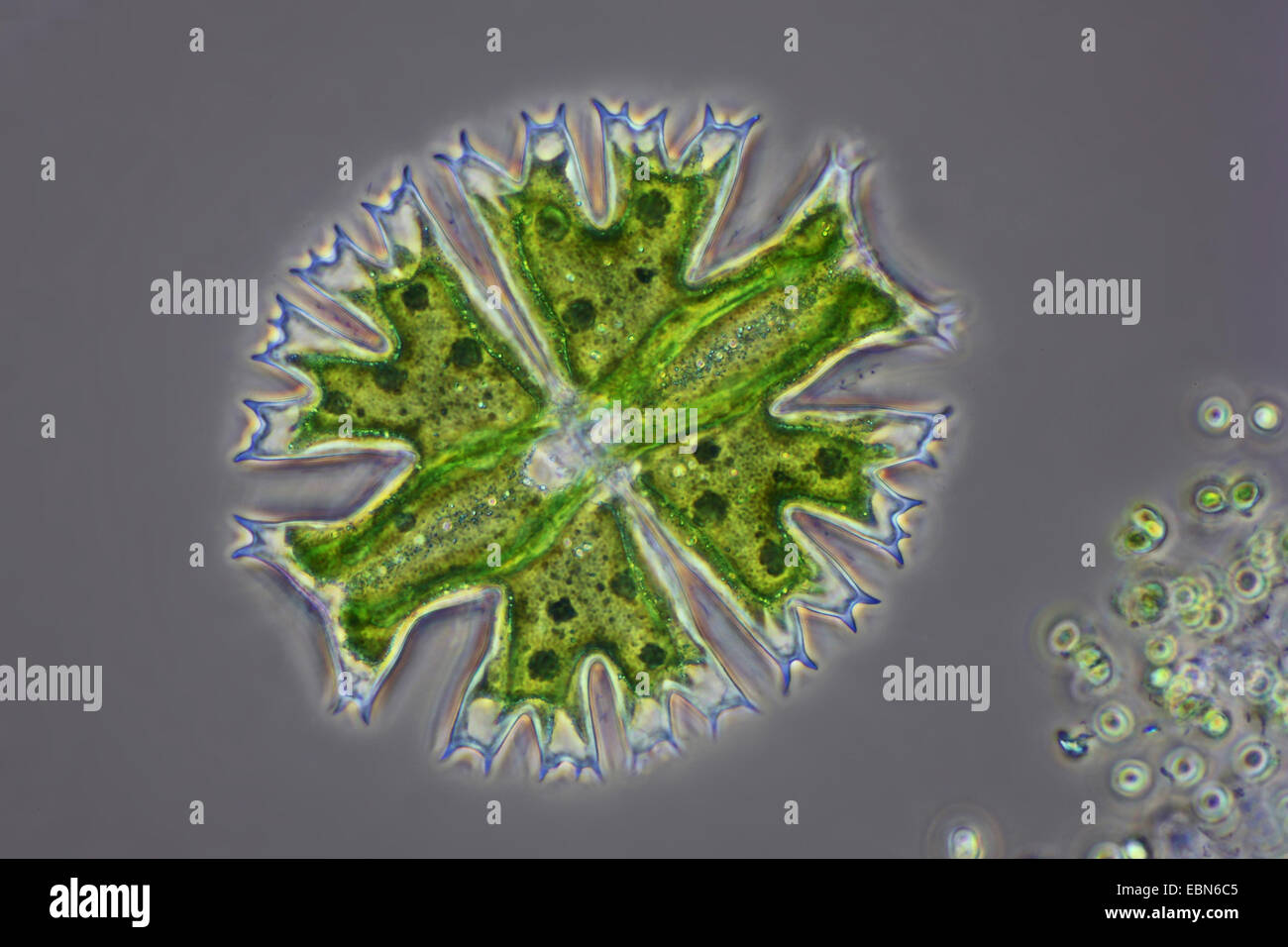 Micrasterias rotata hi-res stock photography and images - Alamy