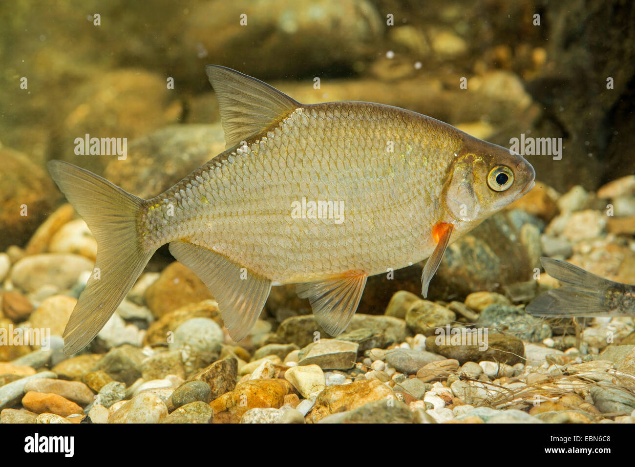 silver bream, white bream (Blicca bjoerkna, Abramis bjoerkna), swimming ...