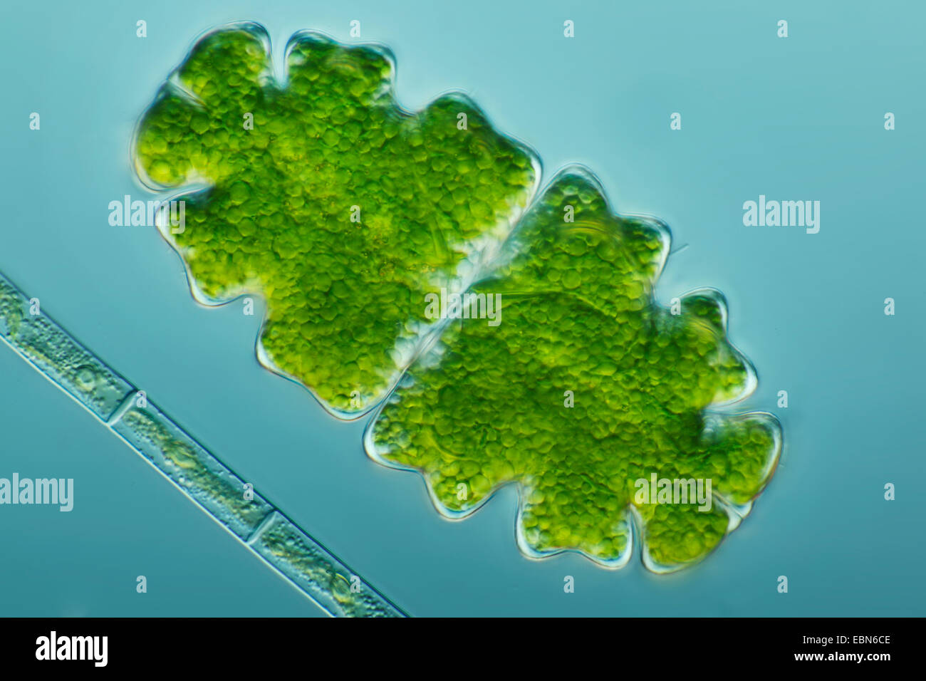 Euastrum (Euastrum spec.), in differential interference contrast Stock ...
