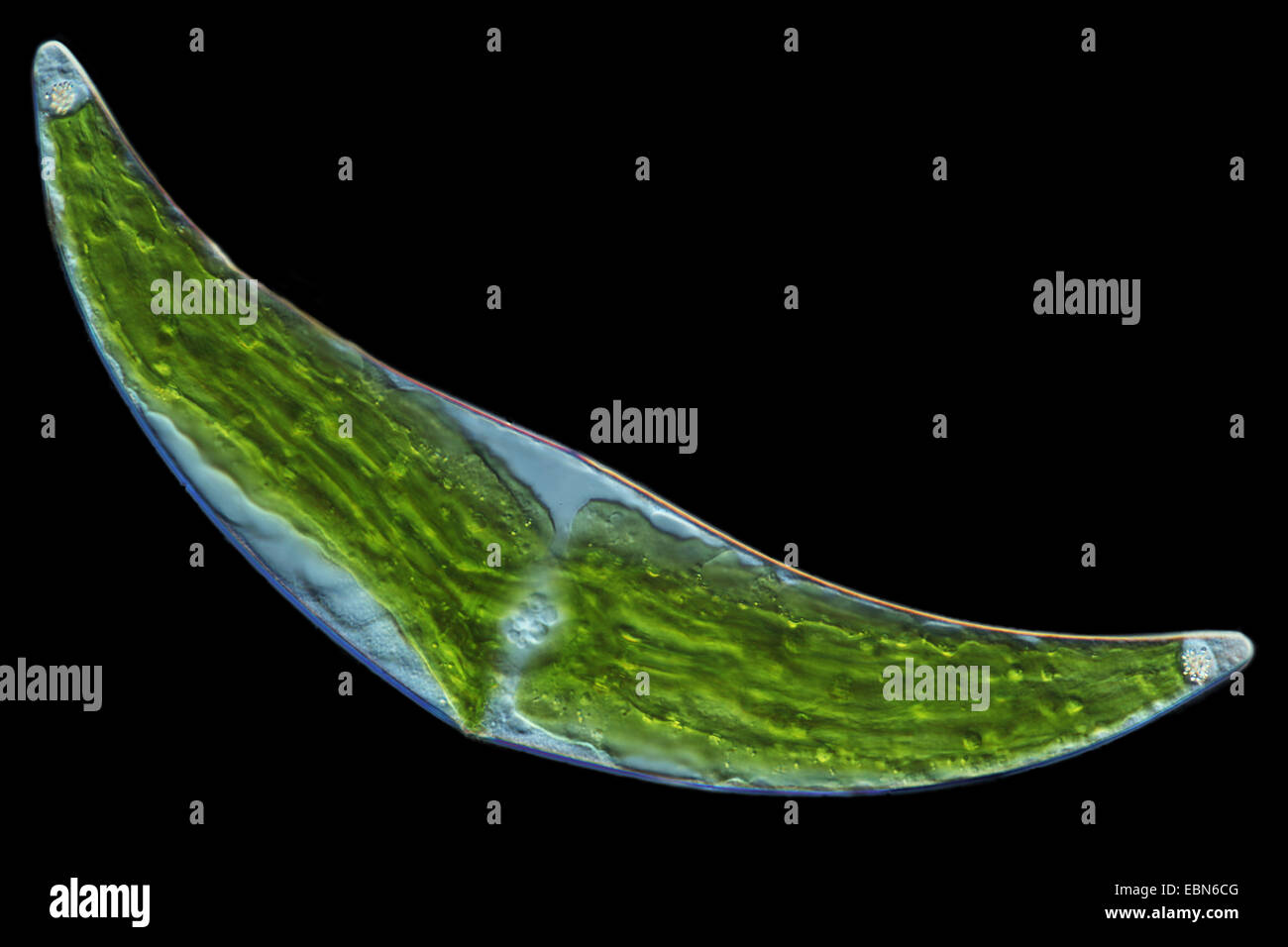 Closterium hi-res stock photography and images - Alamy