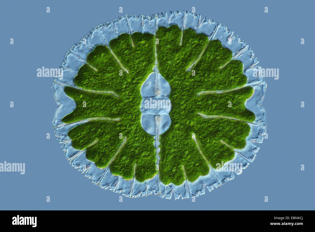 Nomarski microscopy hi-res stock photography and images - Alamy