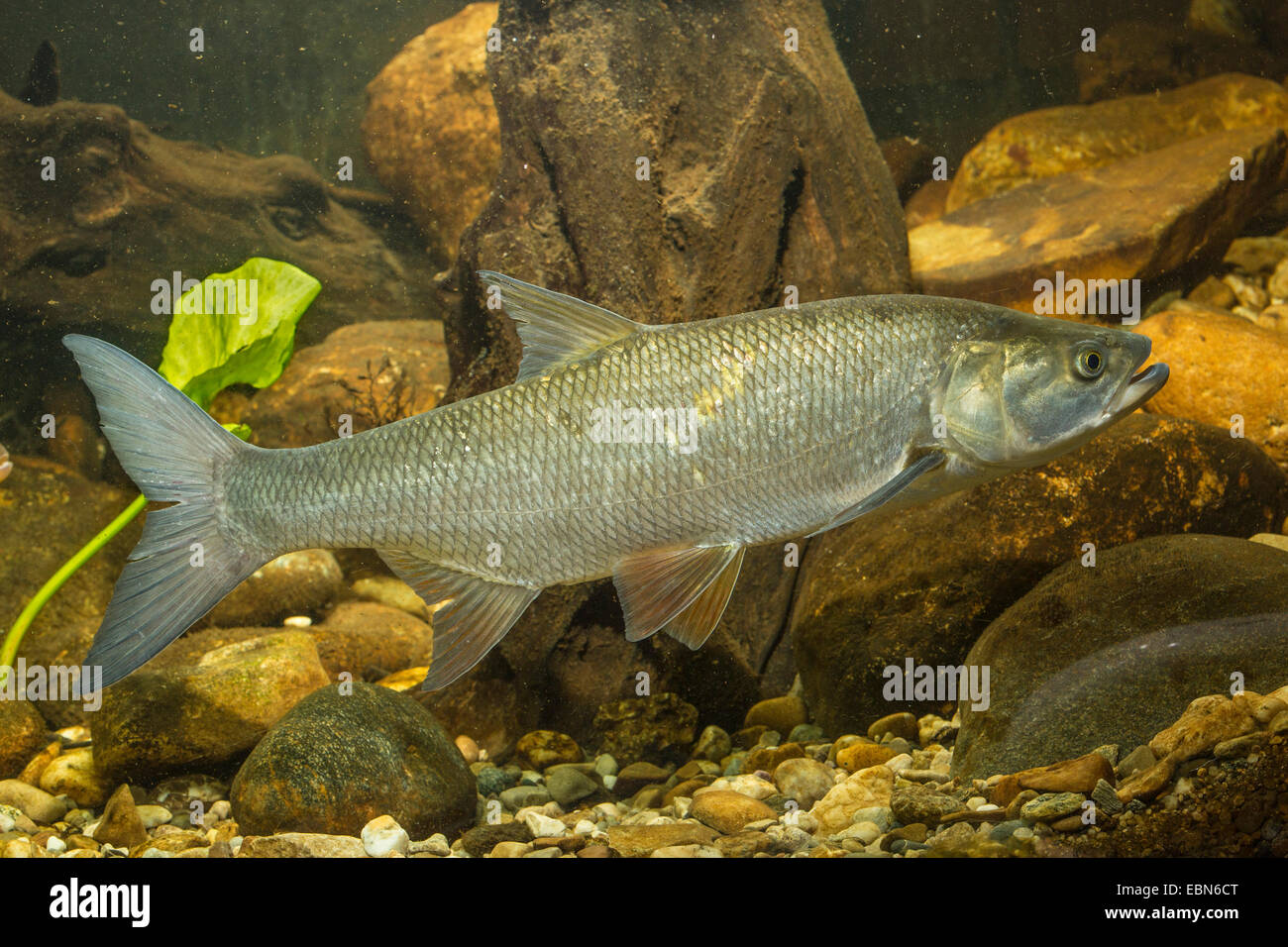 Asp aspius aspius hi-res stock photography and images - Alamy