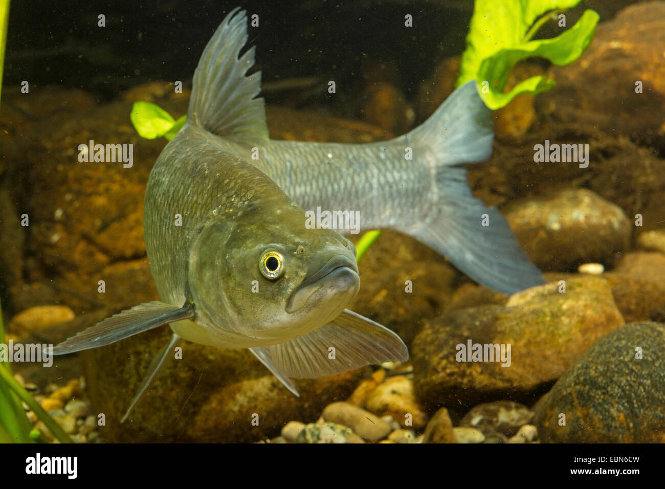 Aspius hi-res stock photography and images - Alamy