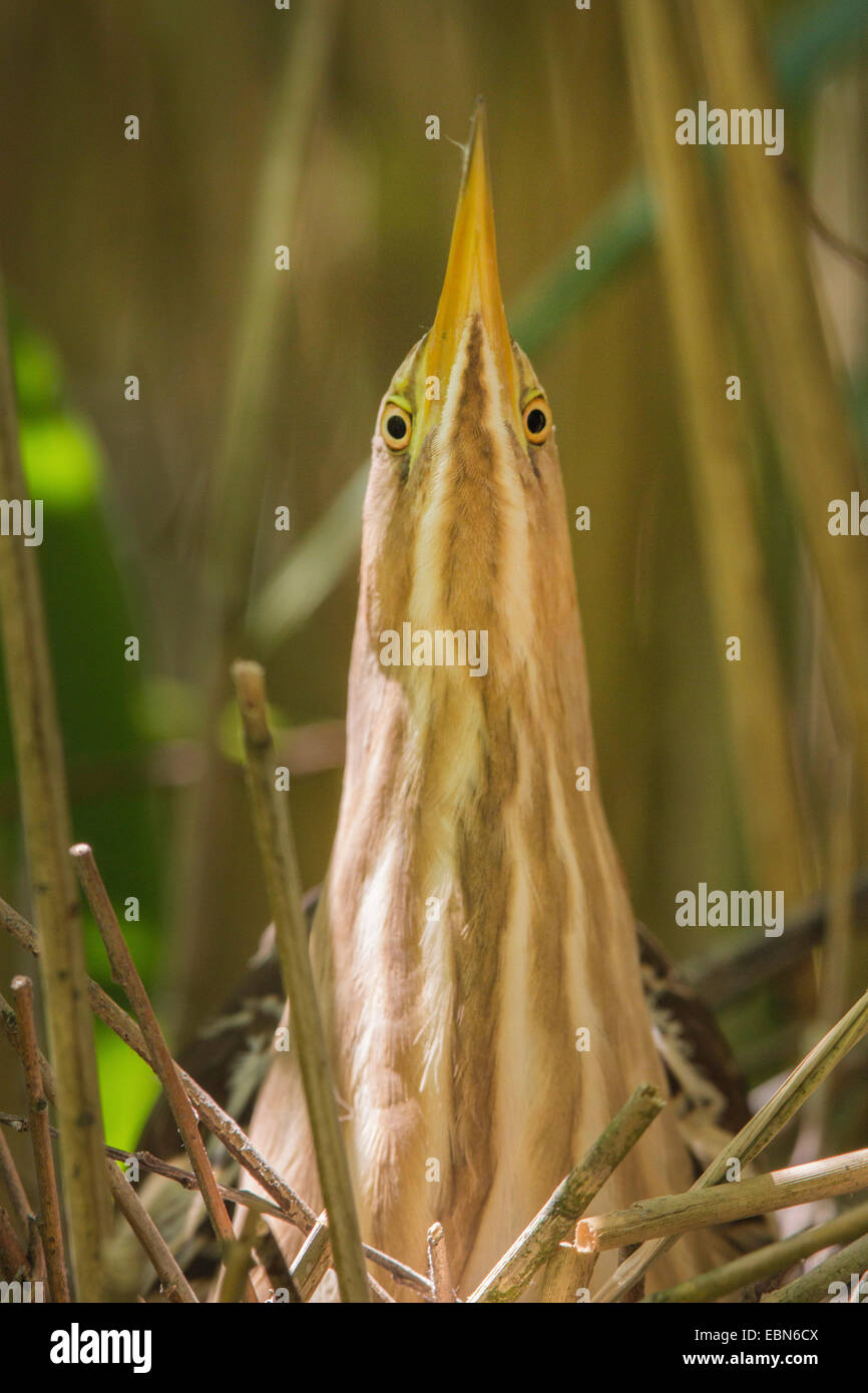 little bittern (Ixobrychus minutus), female bitterning, Germany ...