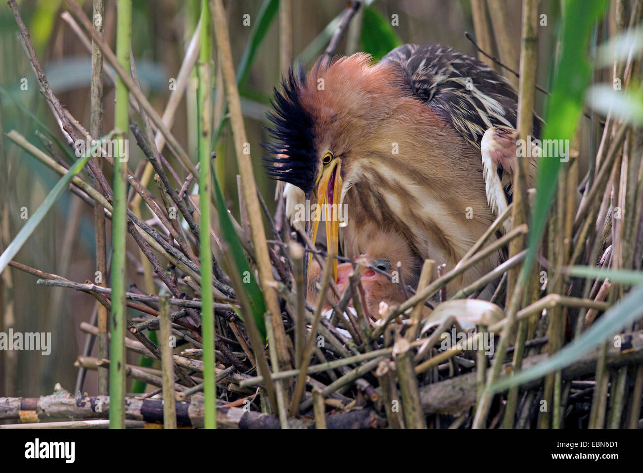 little bittern (Ixobrychus minutus), female feeding chick in the nest ...