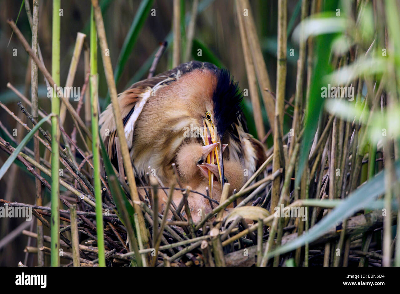 little bittern (Ixobrychus minutus), female feeding begging chicks in ...
