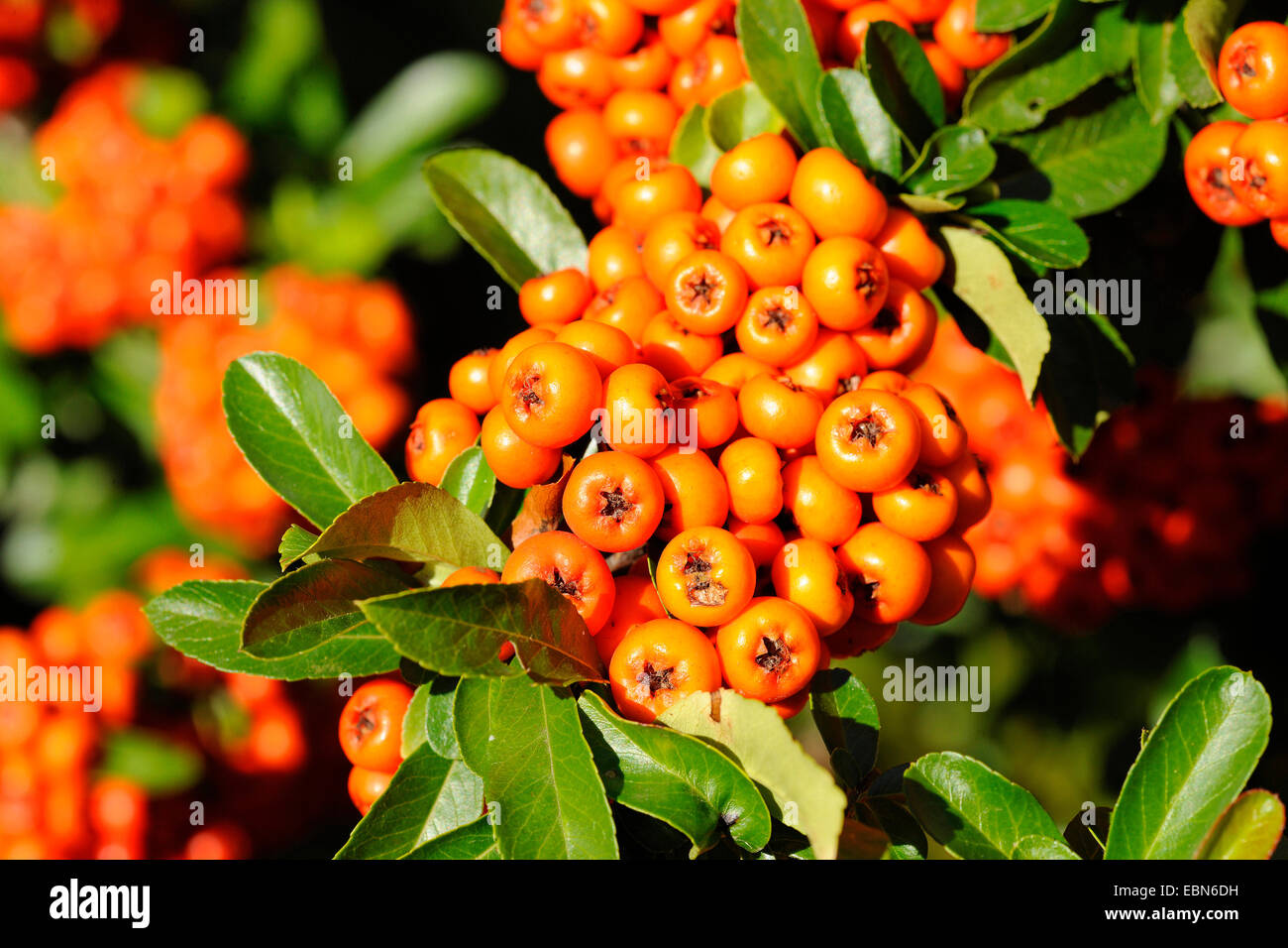 Scarlet Firethorn Pyracantha Stock Photos & Scarlet Firethorn ...