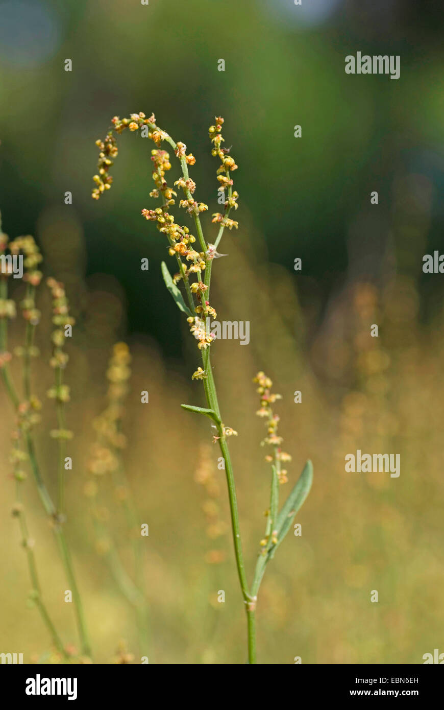 Sheep's Sorrel, Red Sorrel, Sour Weed, Field Sorrel (Rumex acetosella ...