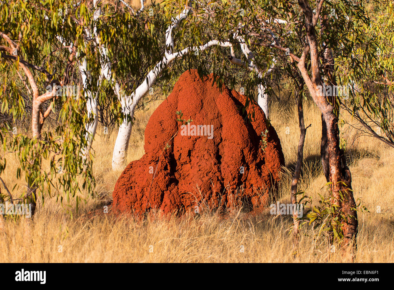 Australian Outback Plants And Trees