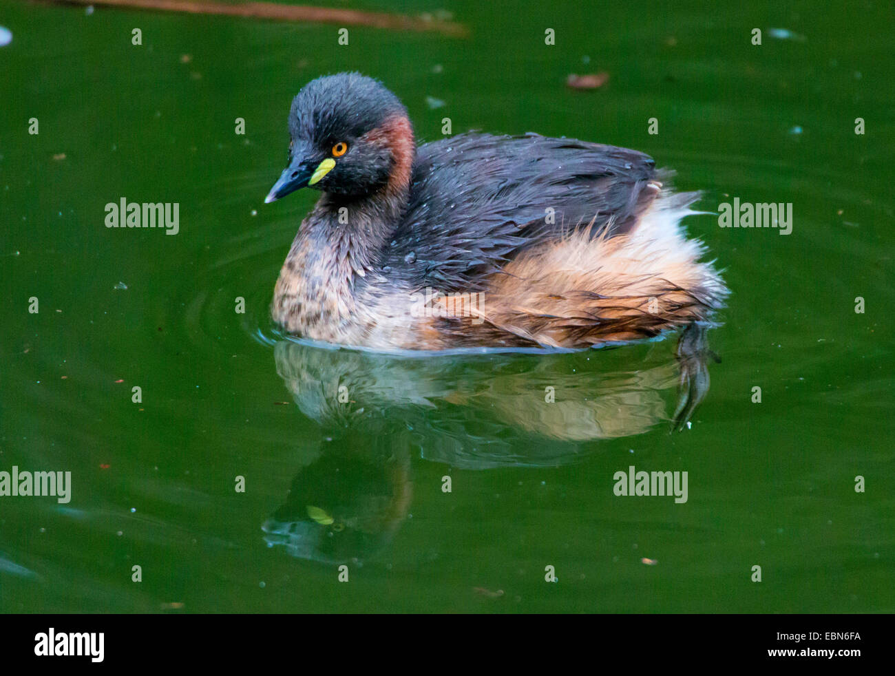 Australian dabchick (Tachybaptus novaehollandiae), swimming with mirror ...