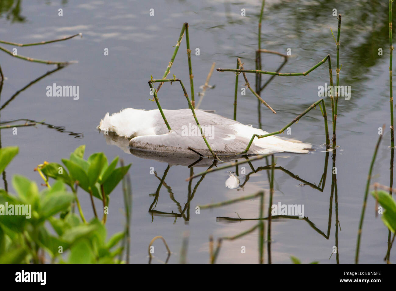 mew gull (Larus canus), dead mew gull lying in the water, Norway, Troms ...