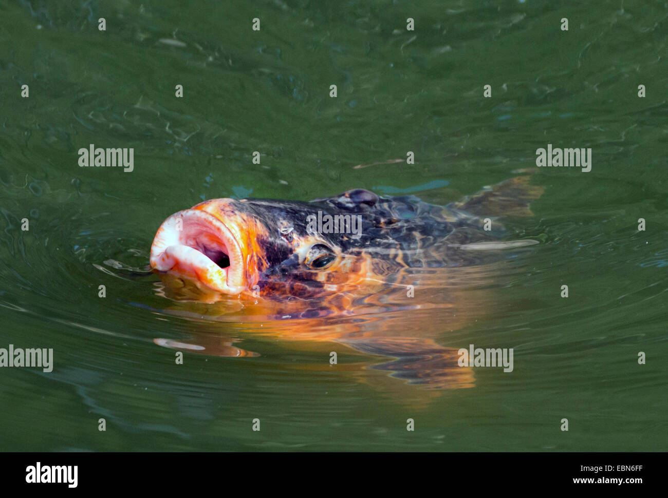 Carp fish close up on hi-res stock photography and images - Alamy