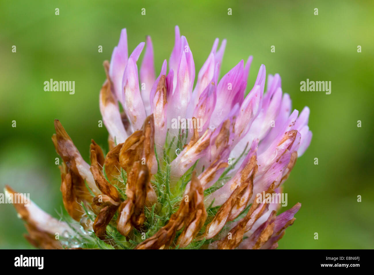 Withering hi-res stock photography and images - Alamy
