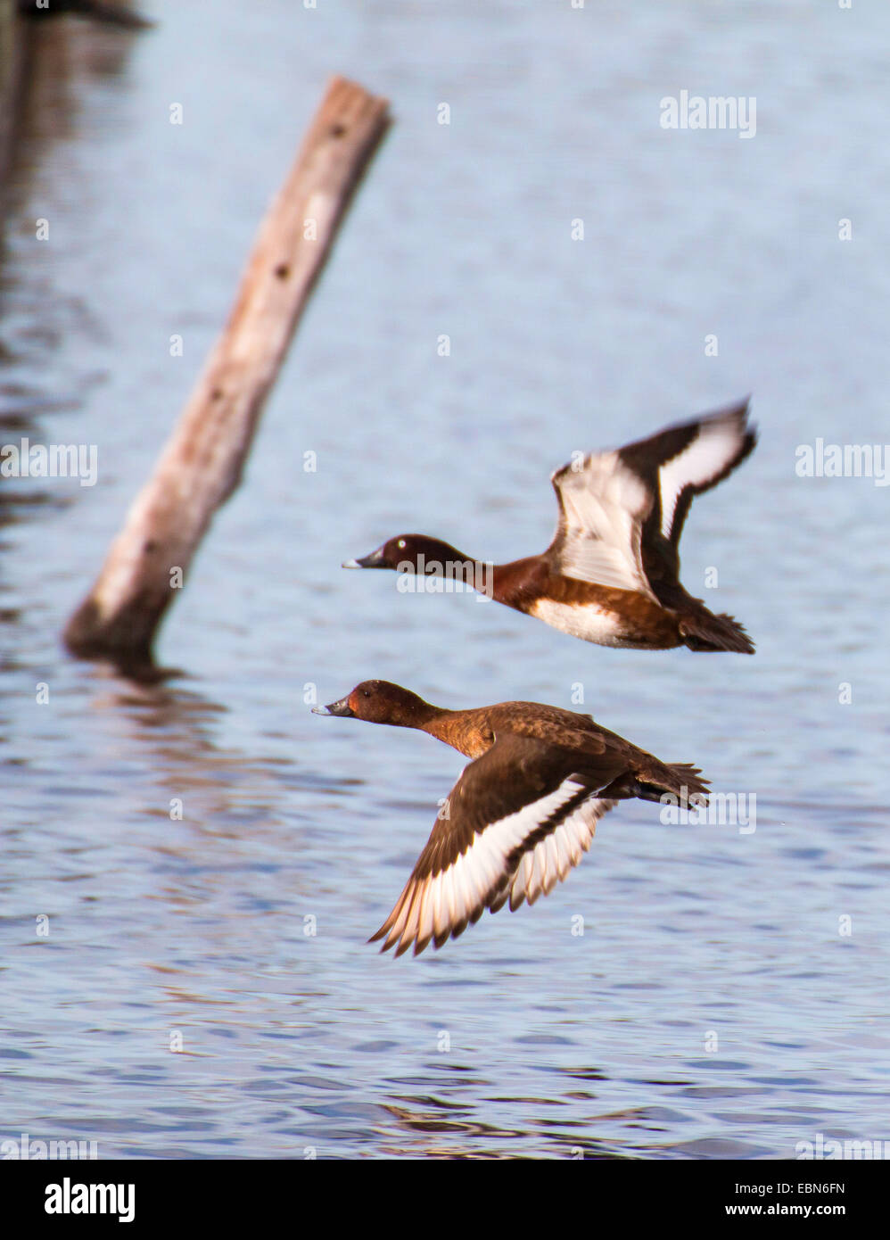 Hardhead ducks hi-res stock photography and images - Alamy