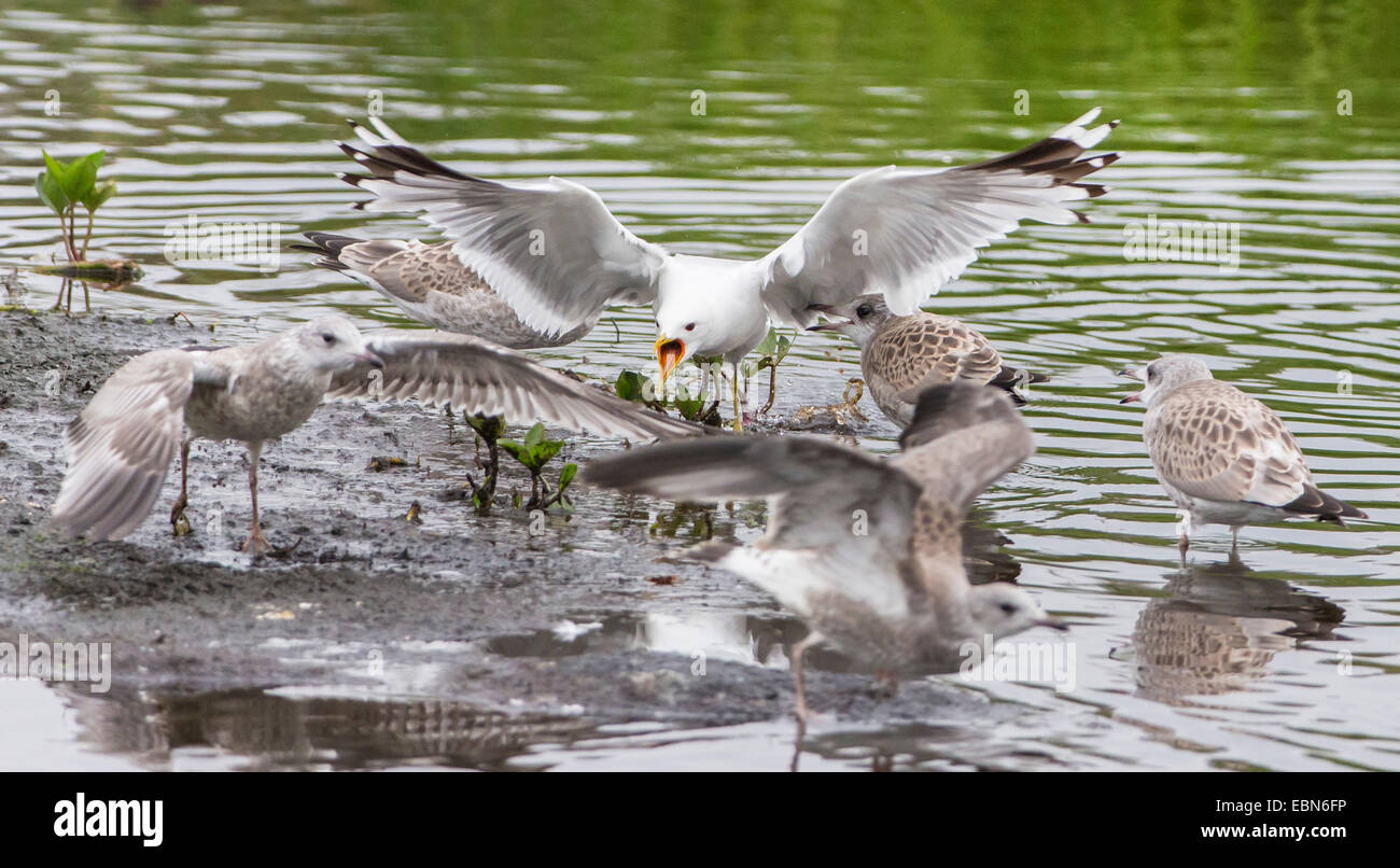 mew gull (Larus canus), mew gull shooing other young birds, Norway ...