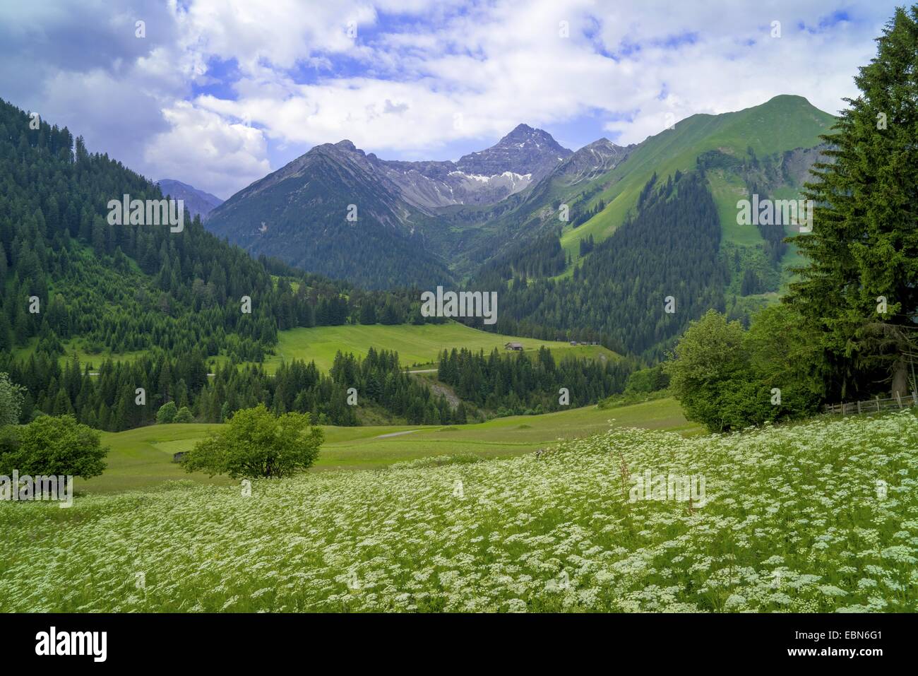 Summer valley meadow in hi-res stock photography and images - Alamy