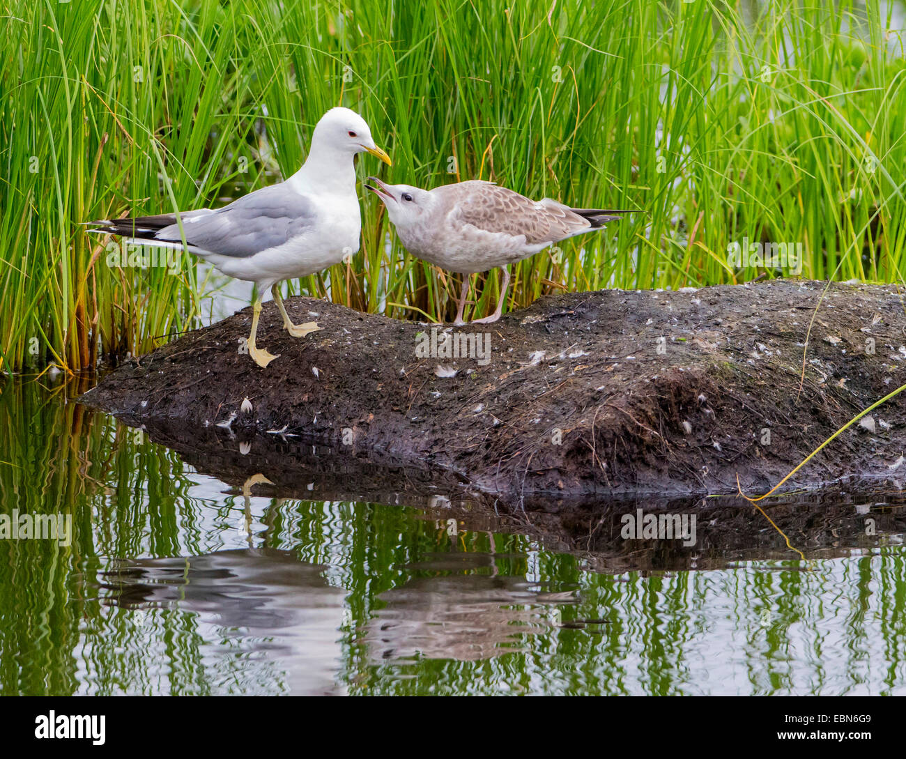 mew gull (Larus canus), young mew gull begging for feed, Norway, Troms ...