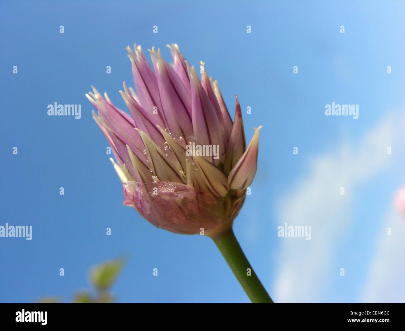 chives, sand leek (Allium schoenoprasum), inflorescence, Germany Stock ...