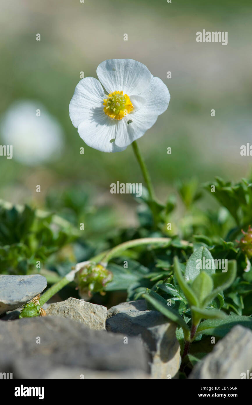 Ranunculus seguieri hi-res stock photography and images - Alamy