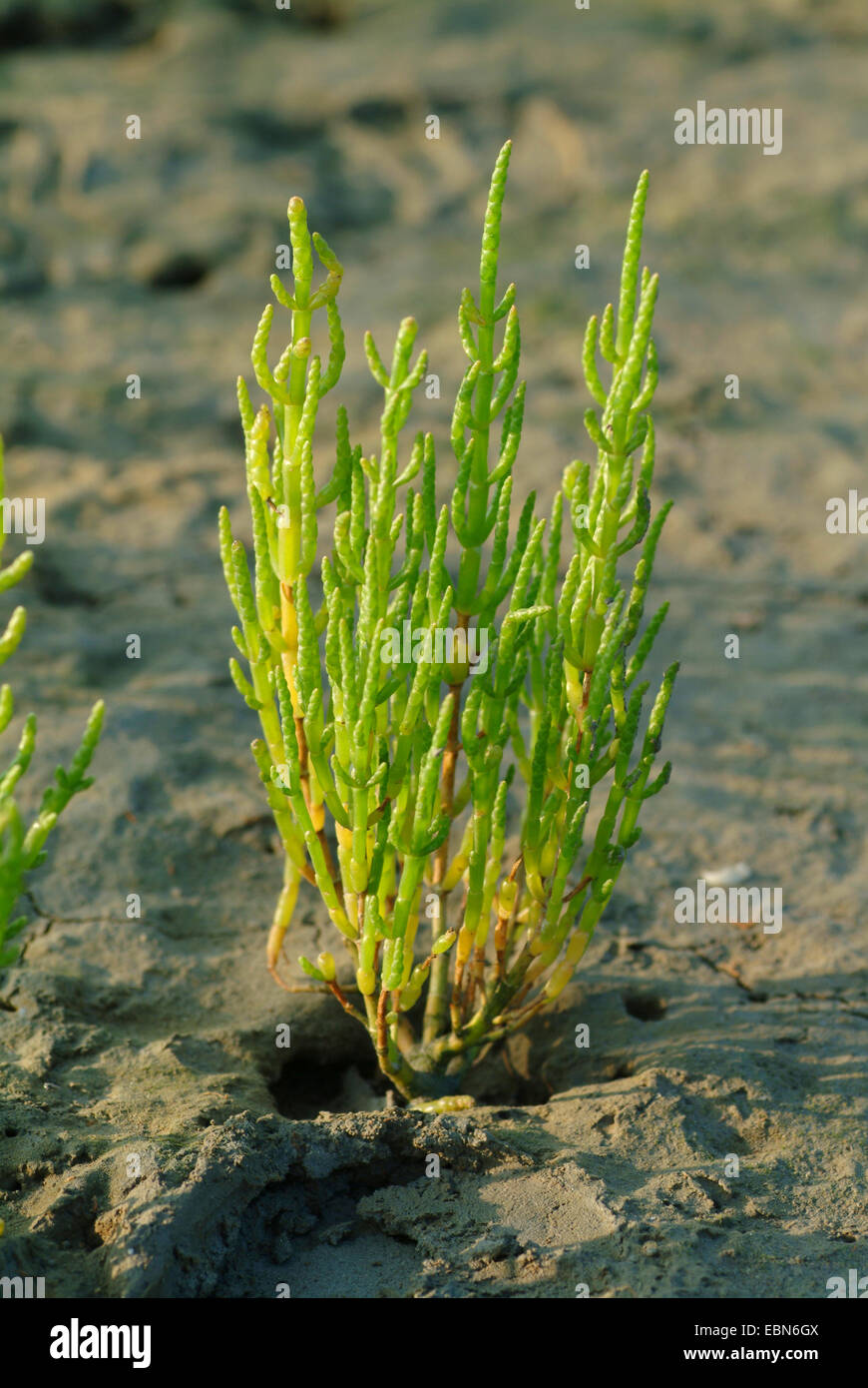 Grasswort hi-res stock photography and images - Alamy