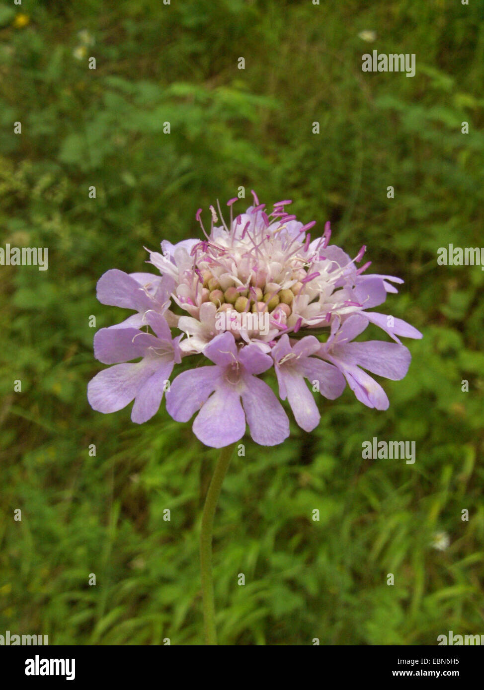 Small scabious, Lesser scabious (Scabiosa columbaria), inflorescence ...