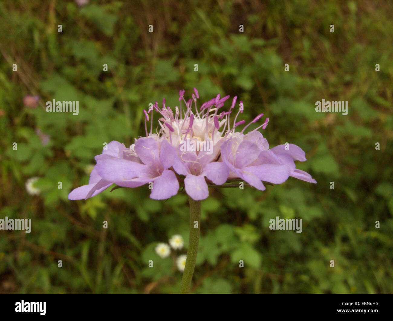 Small scabious, Lesser scabious (Scabiosa columbaria), inflorescence ...