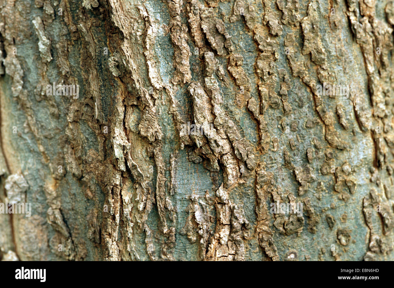 common hackberry (Celtis occidentalis), bark Stock Photo - Alamy