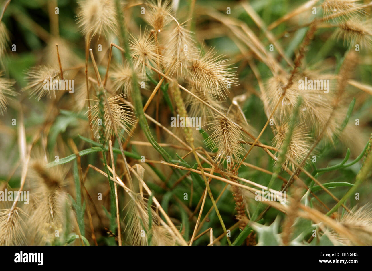 sea barley, wall barley (Hordeum marinum), inflorescences Stock Photo ...