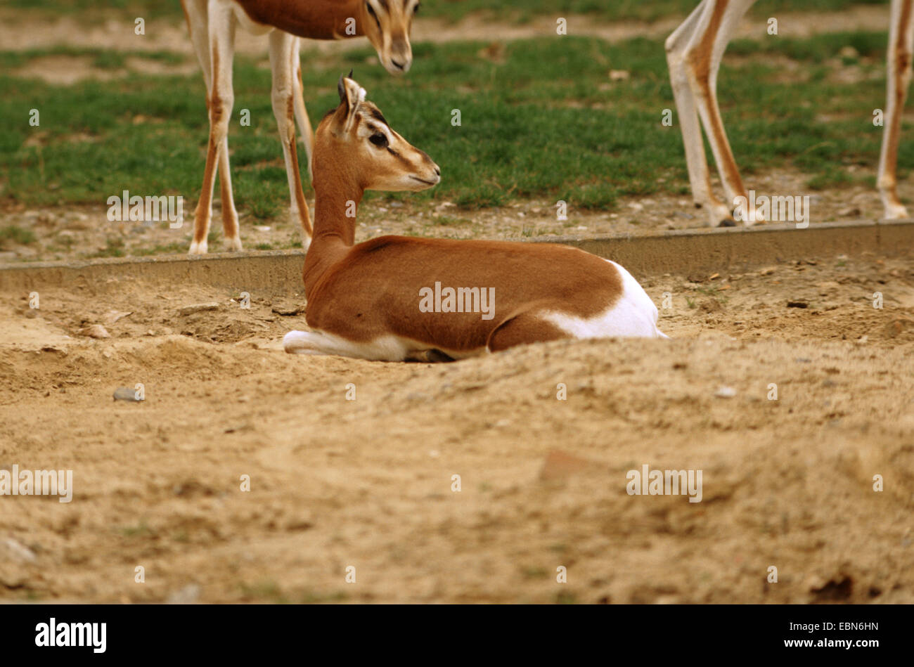 Gazelle endangered hi-res stock photography and images - Alamy