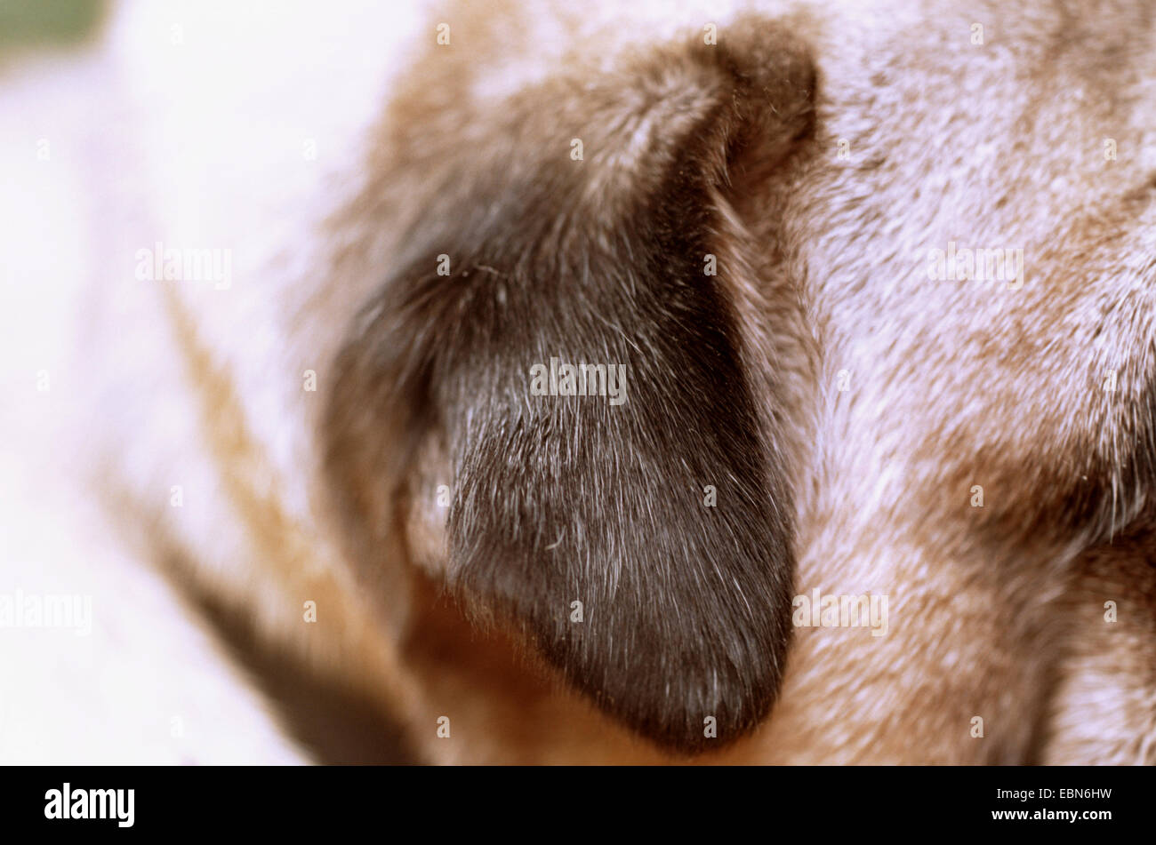 Drooping ears hi-res stock photography and images - Alamy