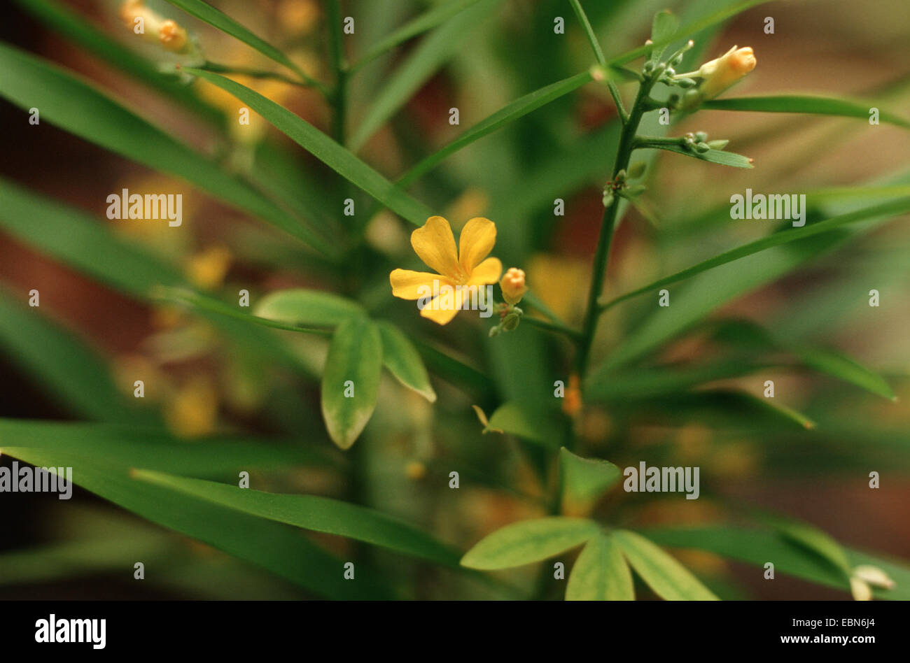 Fire fern oxalis rusciformis hi-res stock photography and images - Alamy