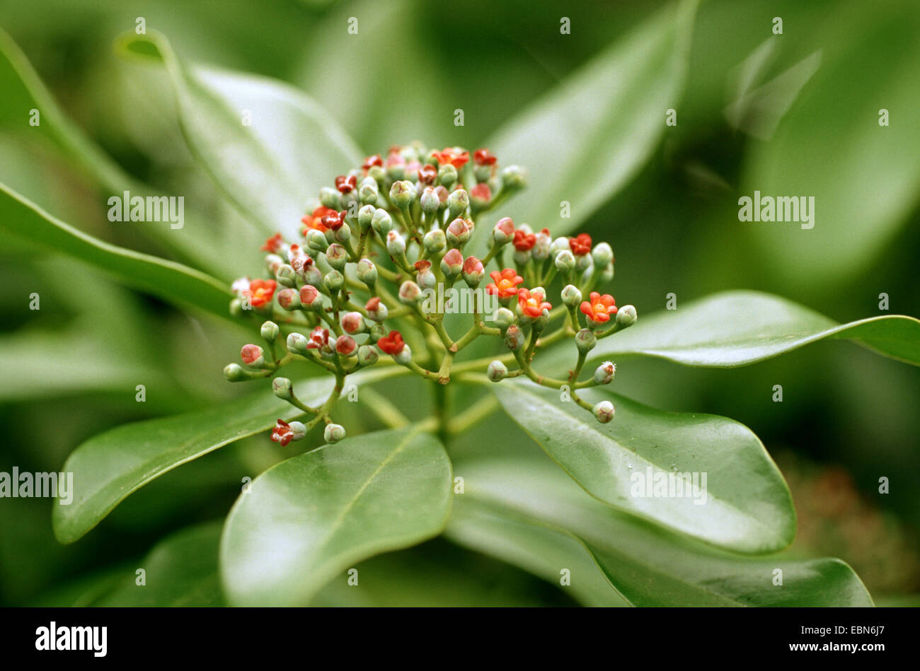 Canella winterana hi-res stock photography and images - Alamy
