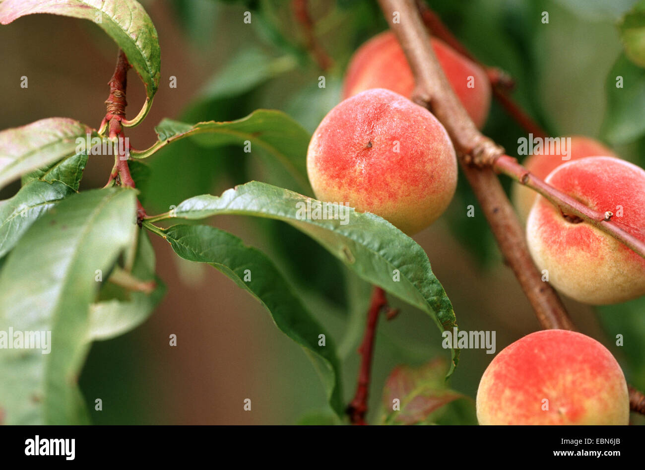 peach (Prunus persica), peaches on a tree Stock Photo - Alamy