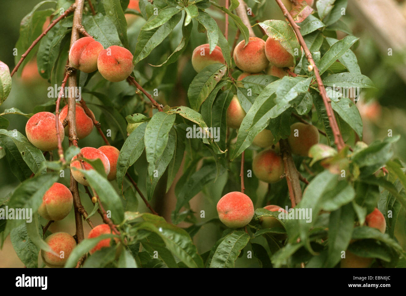 peach (Prunus persica), peaches on a tree Stock Photo - Alamy