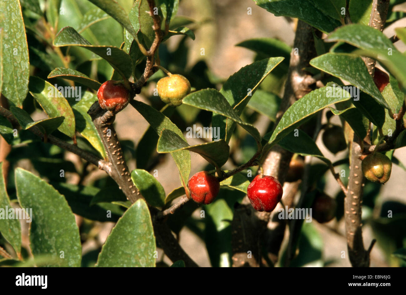 Mocan hi-res stock photography and images - Alamy