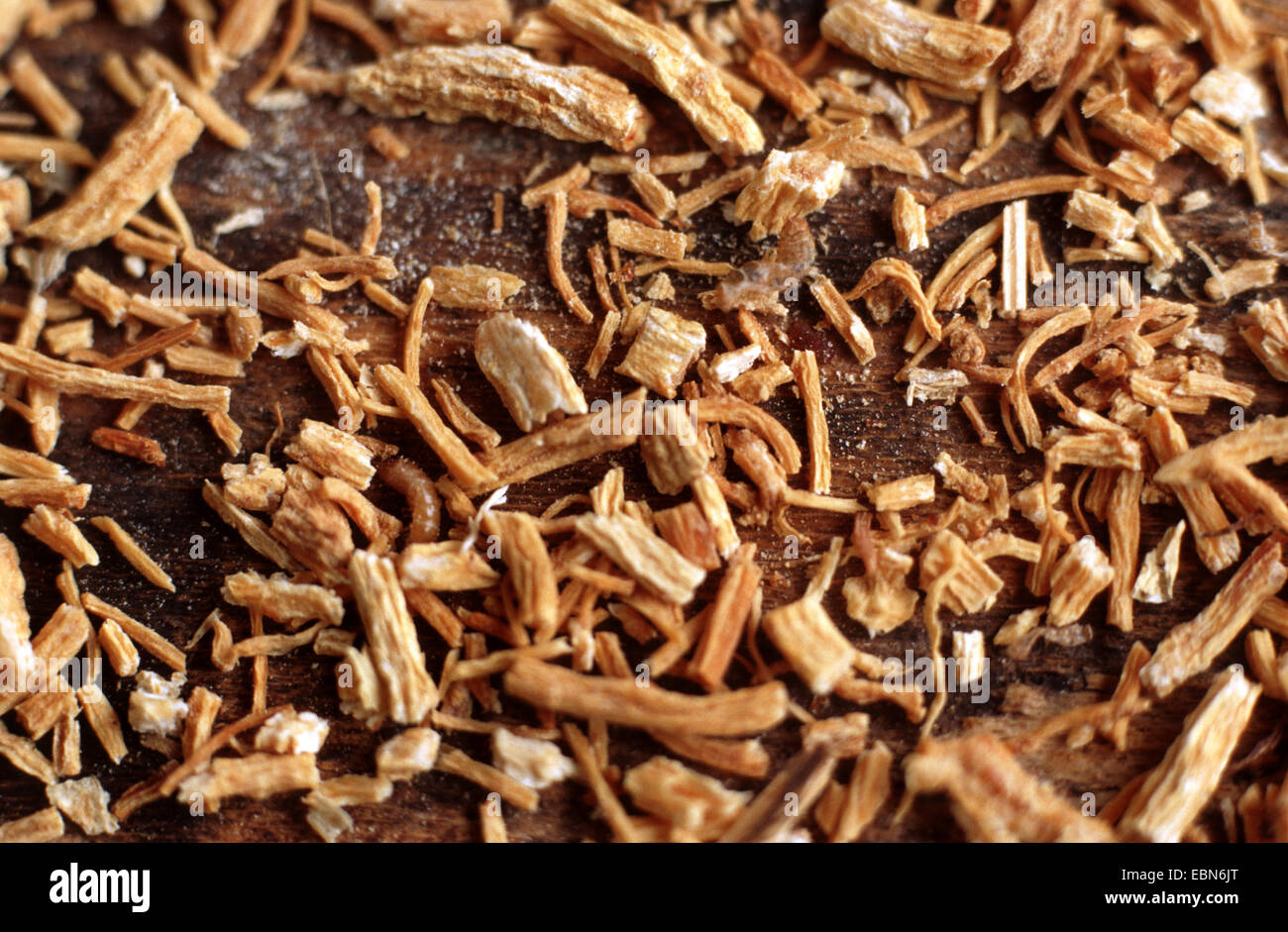 ginseng (Panax ginseng), roots Stock Photo - Alamy