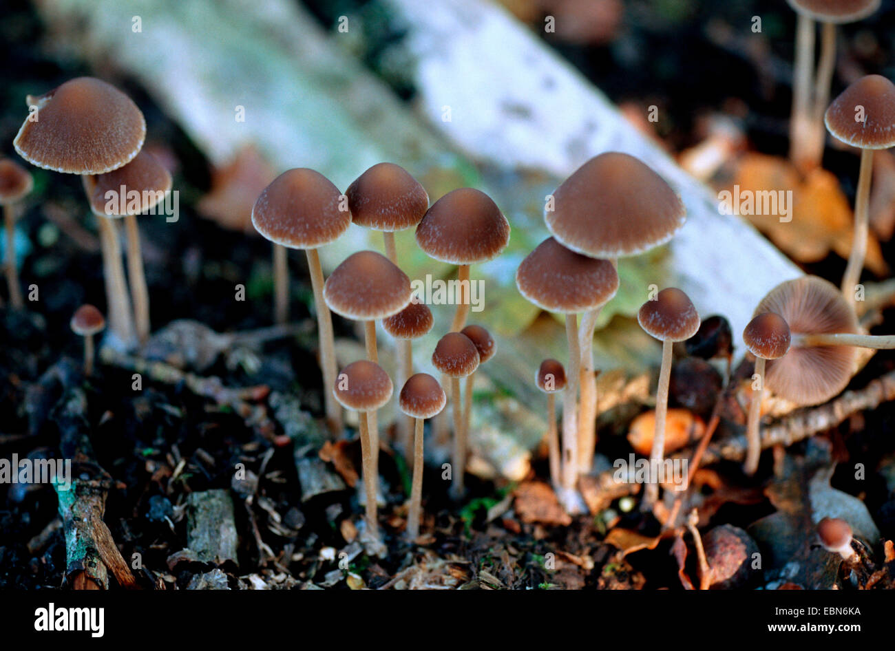 Brittlestem psathyrella spec group germany hi-res stock photography and ...