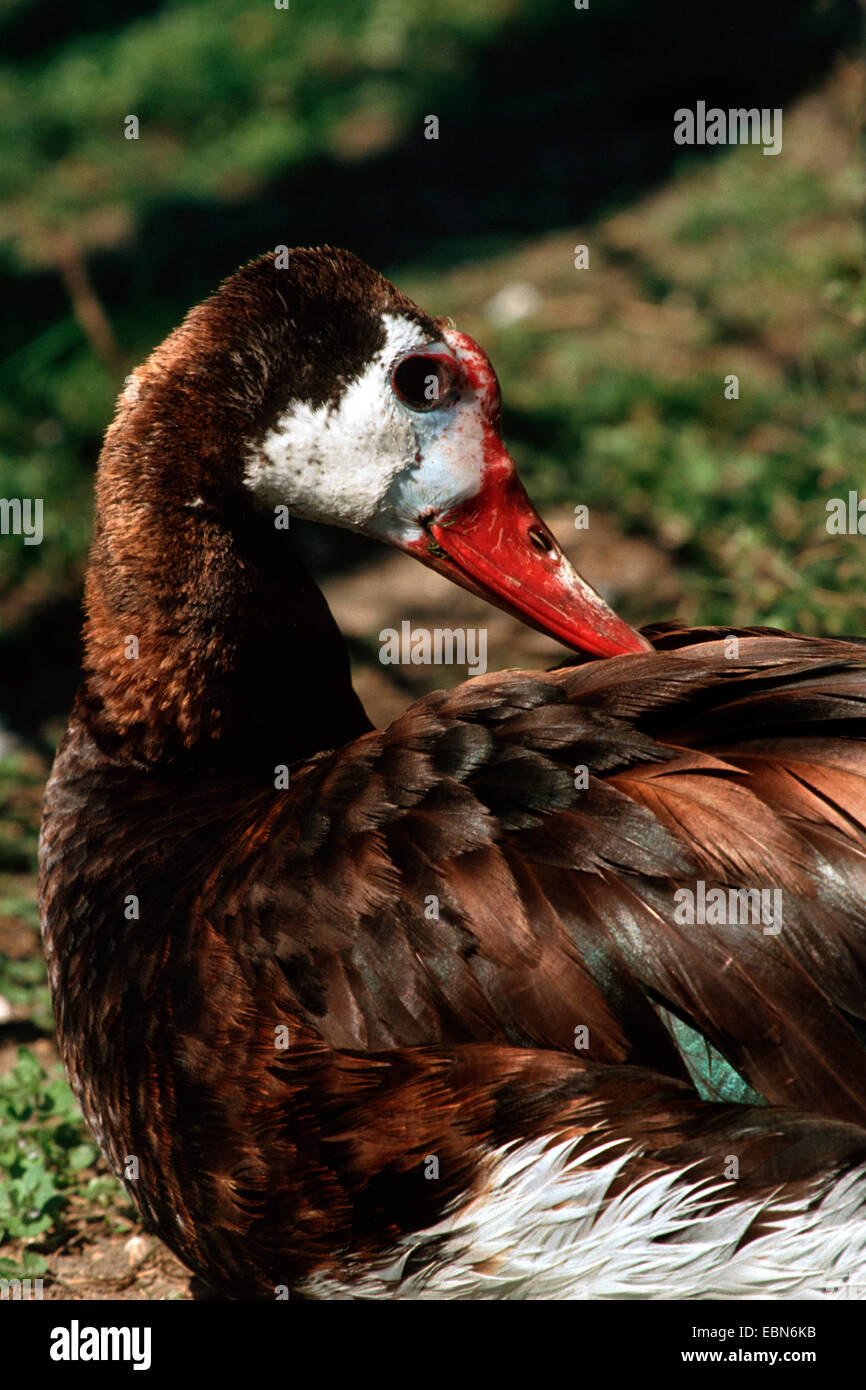 spur-winged goose (Plectropterus gambensis niger), pluming Stock Photo ...