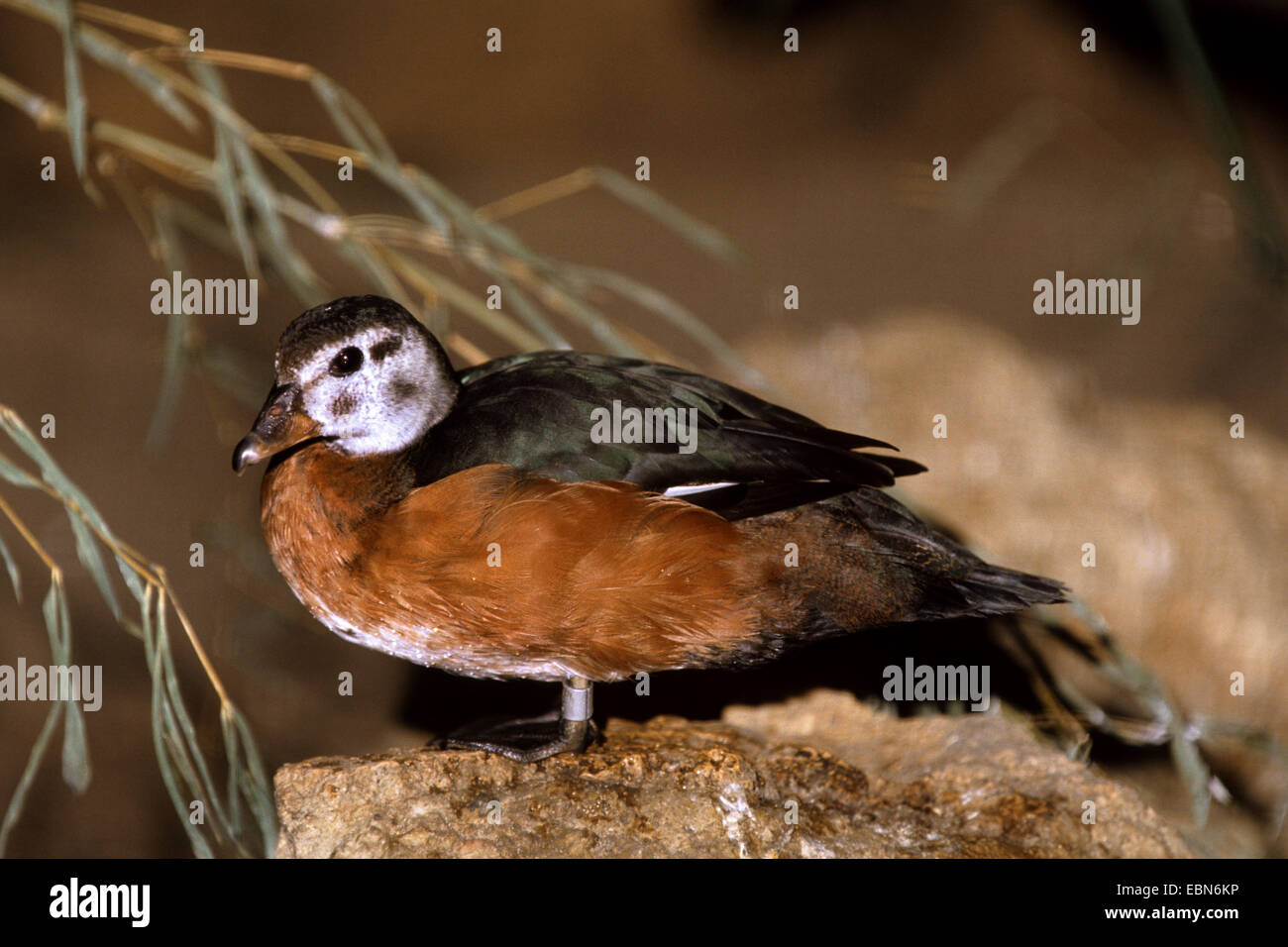 African pygmy goose (Nettapus auritus), female Stock Photo - Alamy