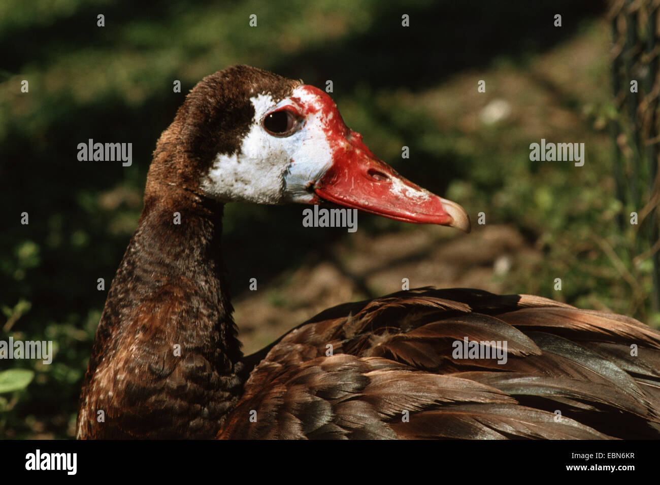 spur-winged goose (Plectropterus gambensis niger), turning around Stock ...