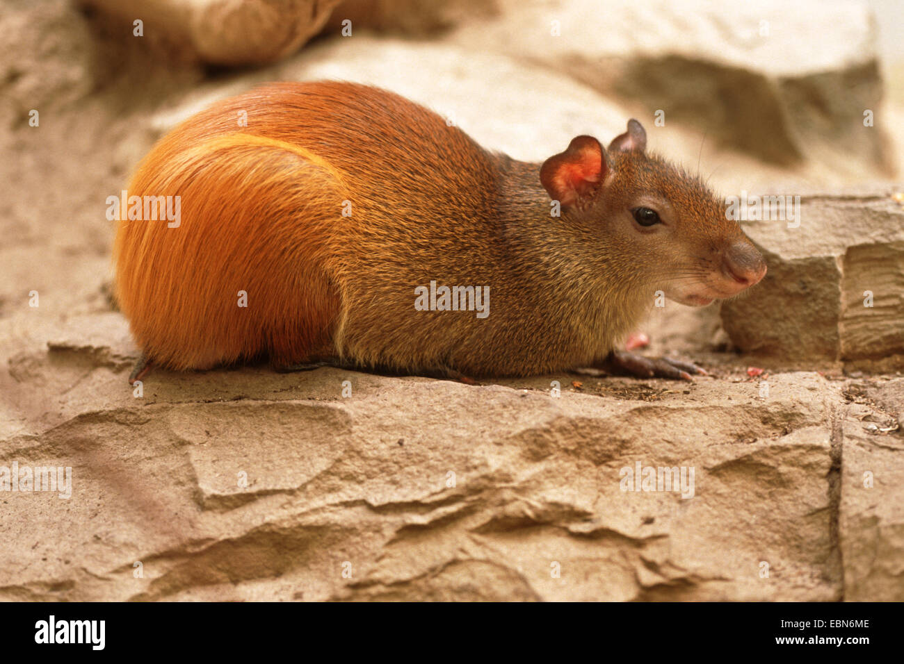 orange-rumped agouti (Dasyprocta aguti), lying on a rock Stock Photo ...