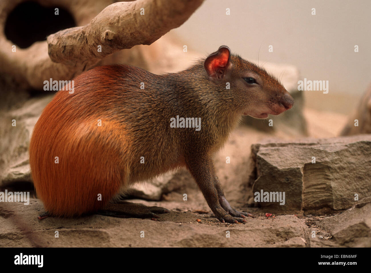 Agouti species hi-res stock photography and images - Alamy