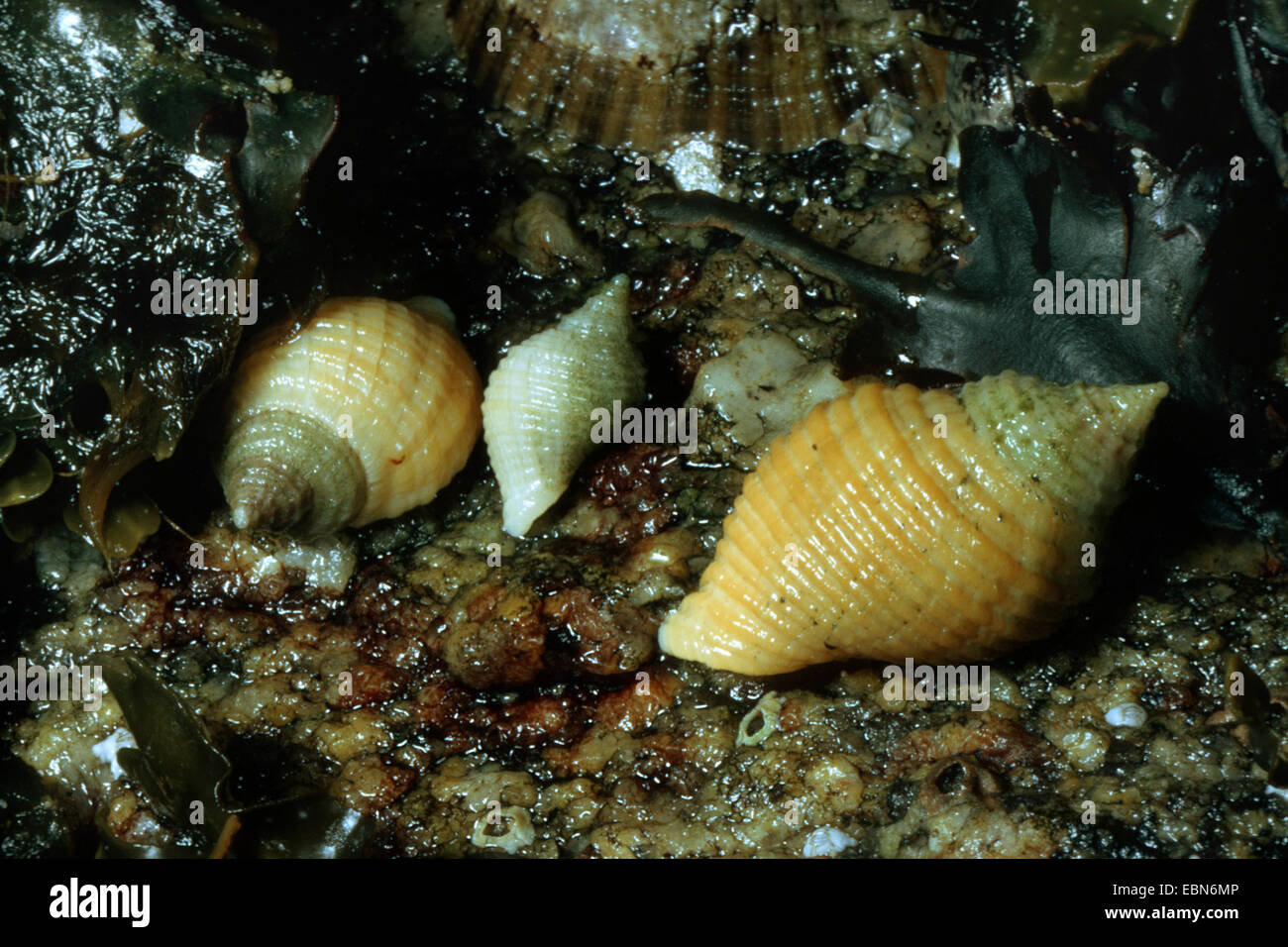Atlantic dog whelk, northern dog whelk, Atlantic dogwinkle, northern ...